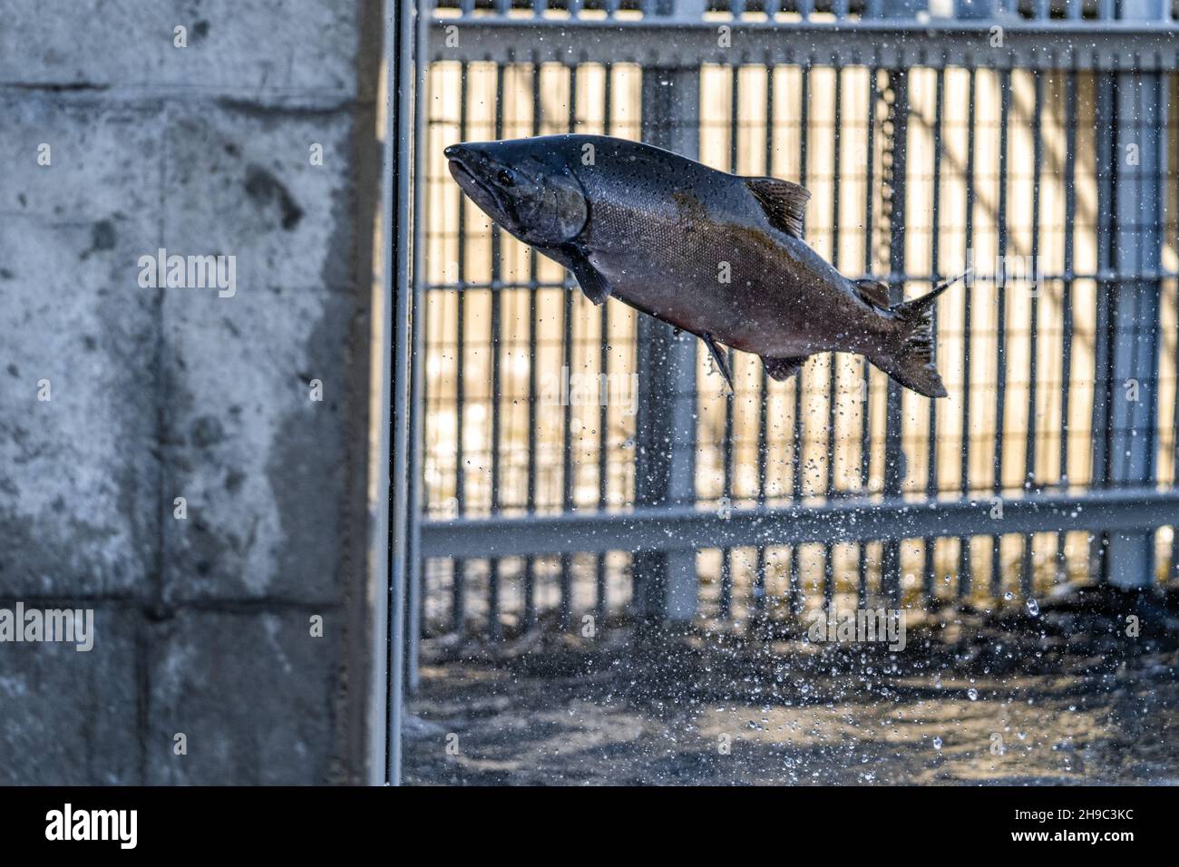 Closeup of the fish jumping out of the water Stock Photo - Alamy