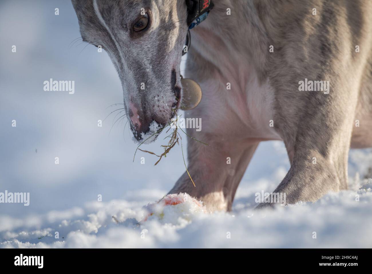 Playing exercising hi-res stock photography and images - Alamy