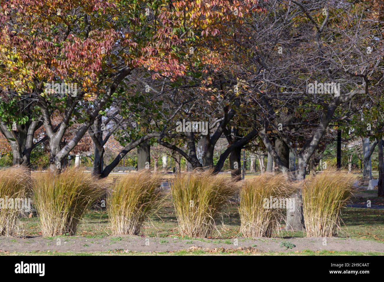 Tall browned grass blowing in the wind on a late autumn day in 2021. In ...