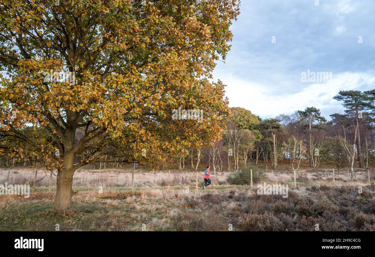 Man running along a english woodland bridleway, Budby Common, Sherwood ...