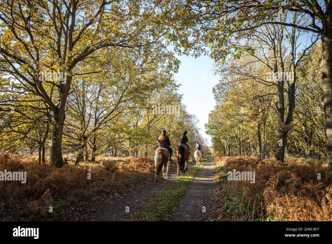 Three female horse back riders riding along a english woodland ...