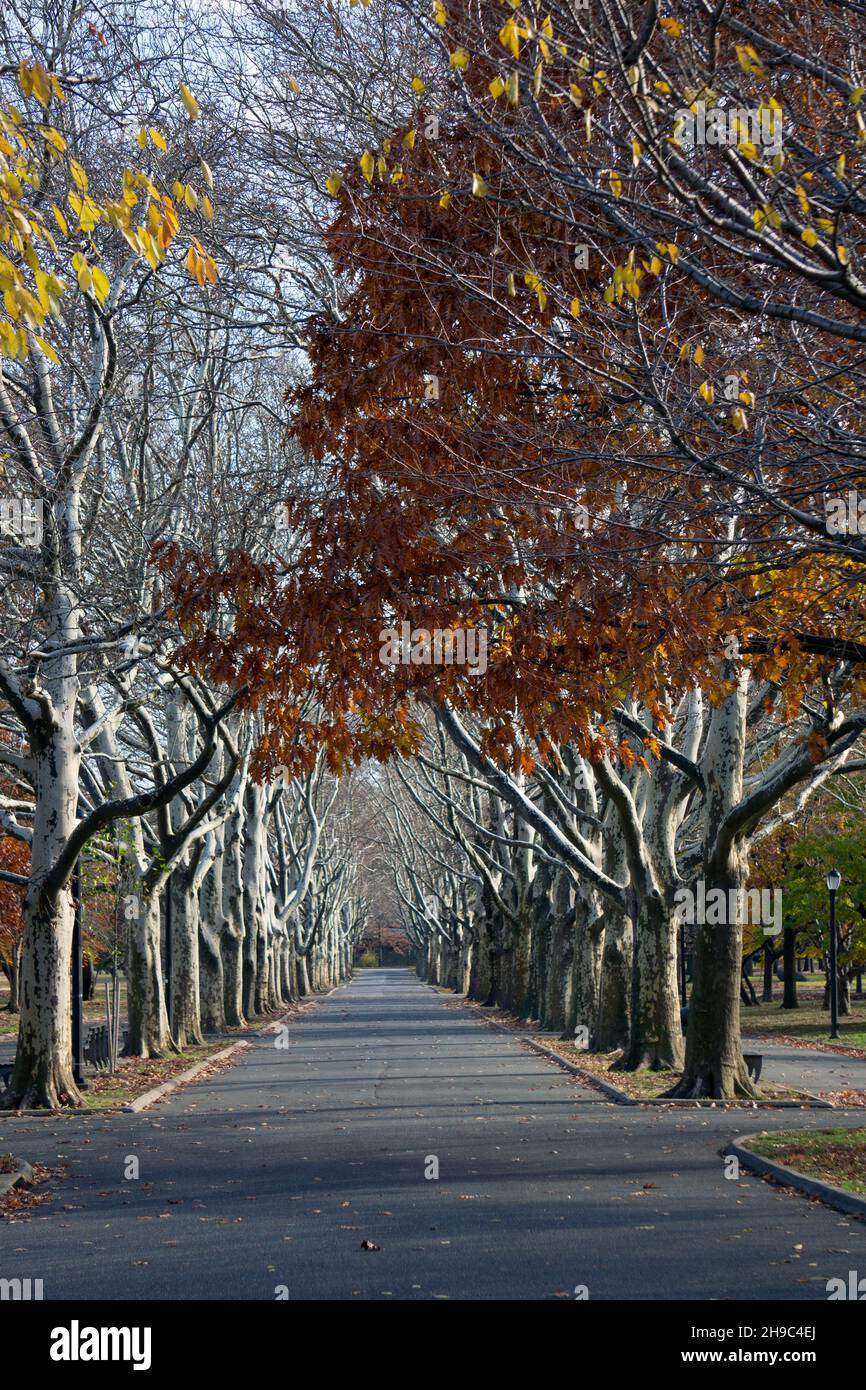 A late autumn photo of a deserted path with nearly leafless trees. In ...