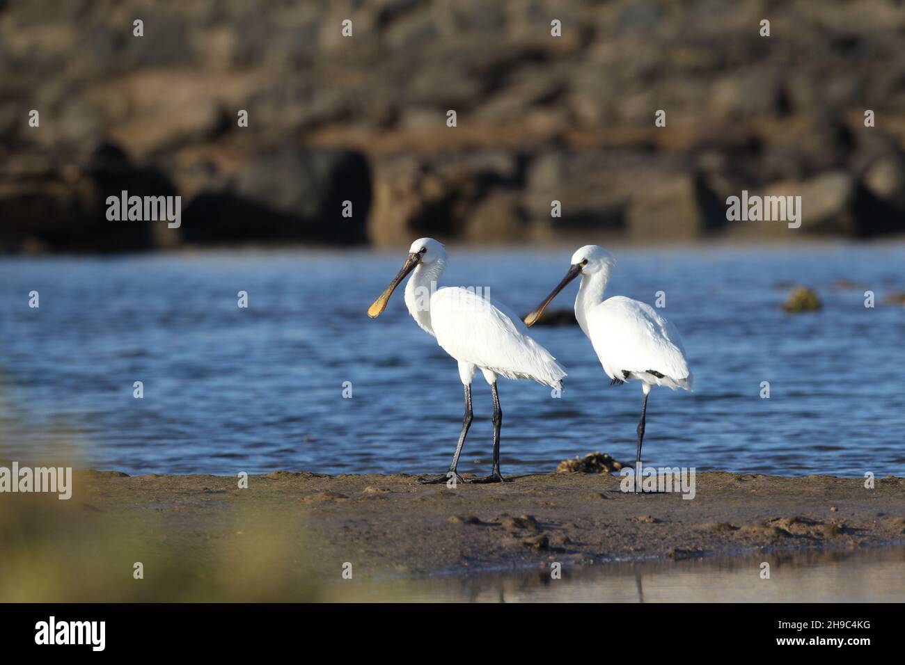 There are a number of spoonbill on Lanzarote where they Winter and ...