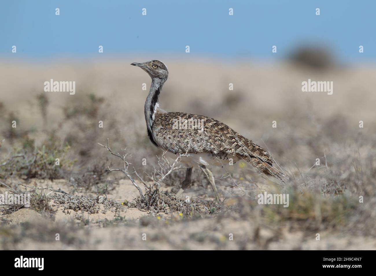 Houbara bustard are a protected species on Lanzarote, they breed on the ...
