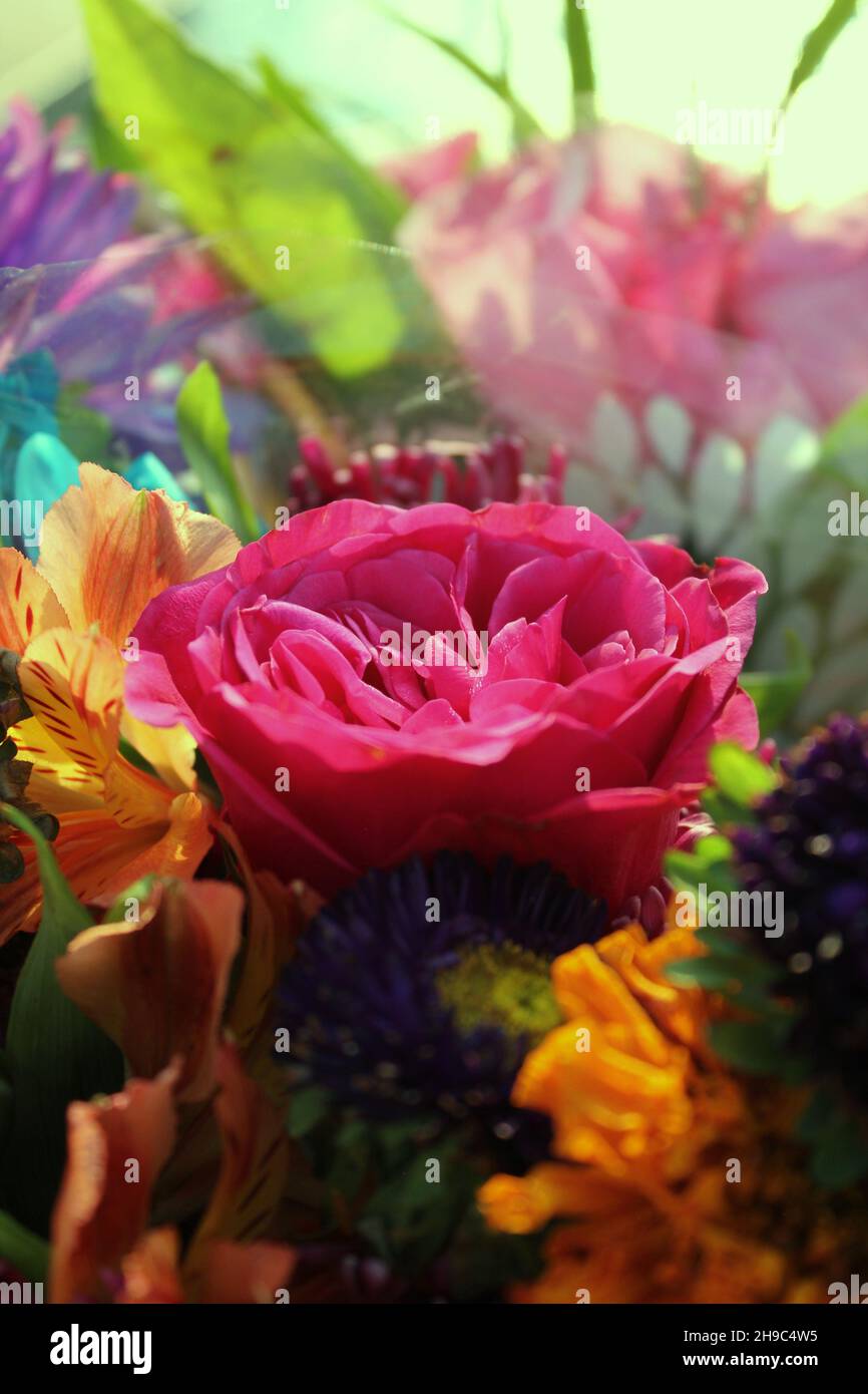 Beautiful bright red rose basking in the sun Stock Photo - Alamy