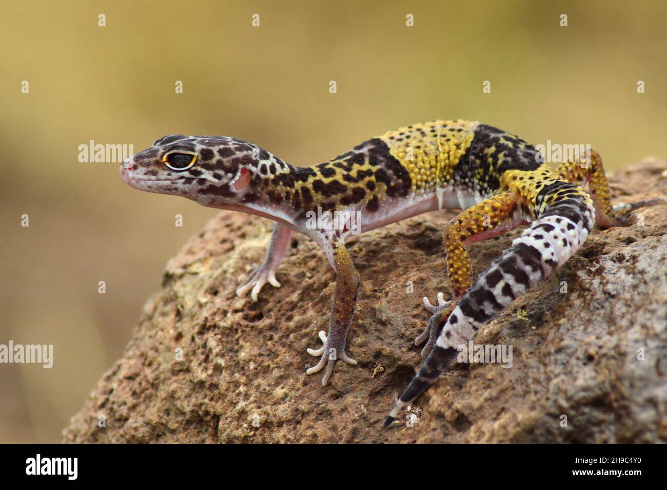 Indian leopard gecko, Eublepharis fuscus, Baramati, Maharashtra, India ...