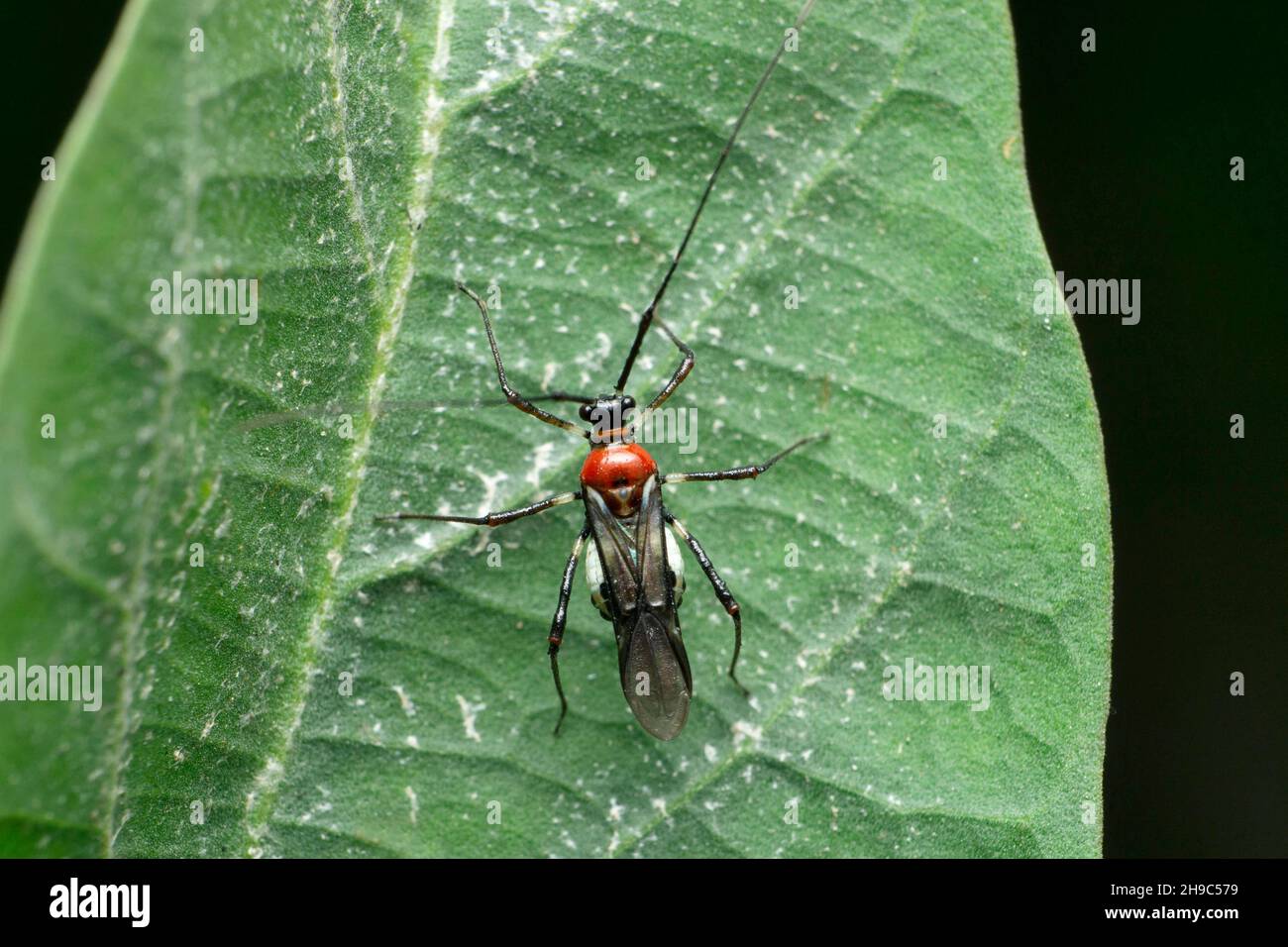 Red Assasin bug species, Satara, Maharashtra, India Stock Photo - Alamy