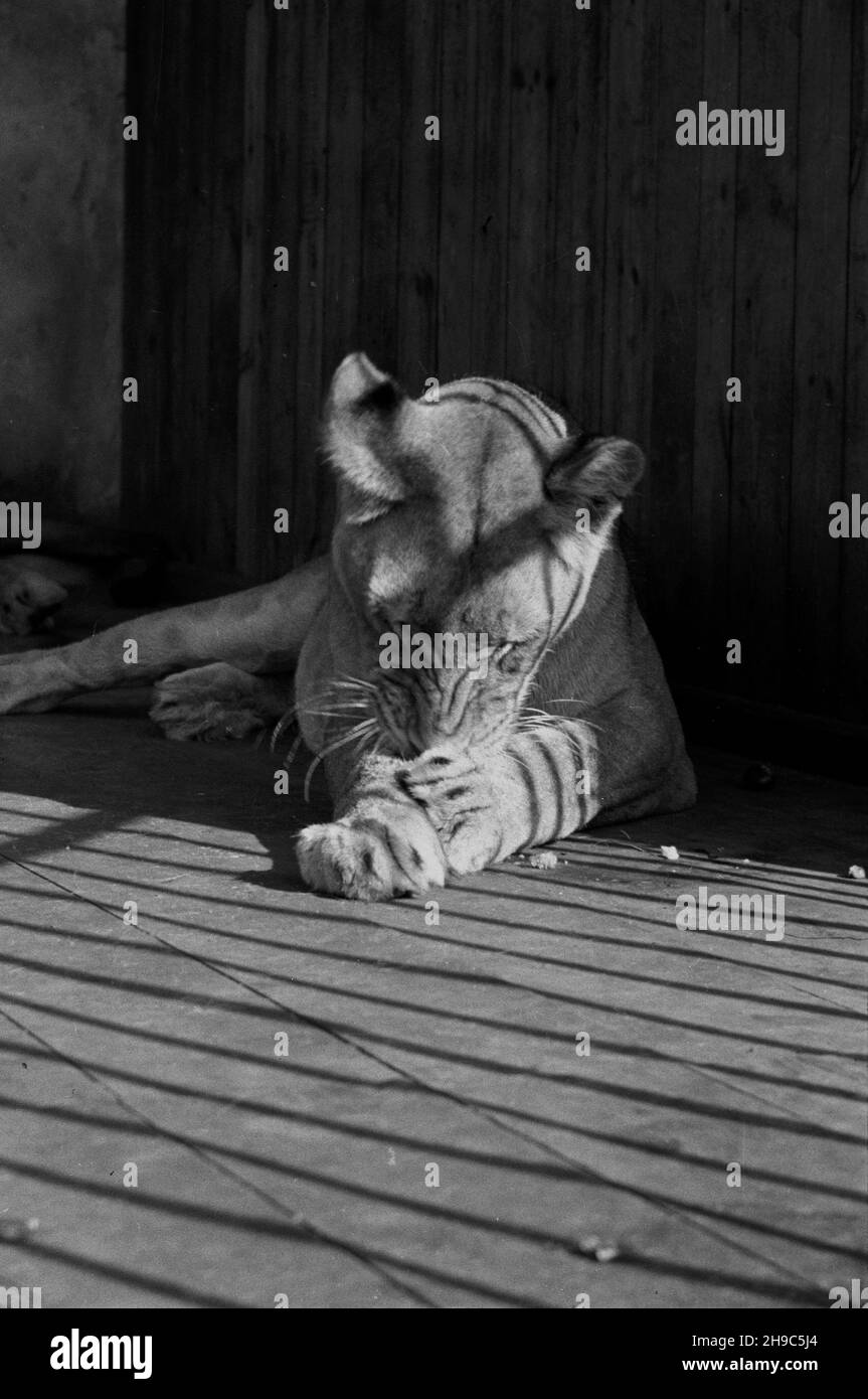 Poznañ, 1947-10. Stare zoo. Poznañskie zoo tu¿ po wojnie przejê³o okazy ...