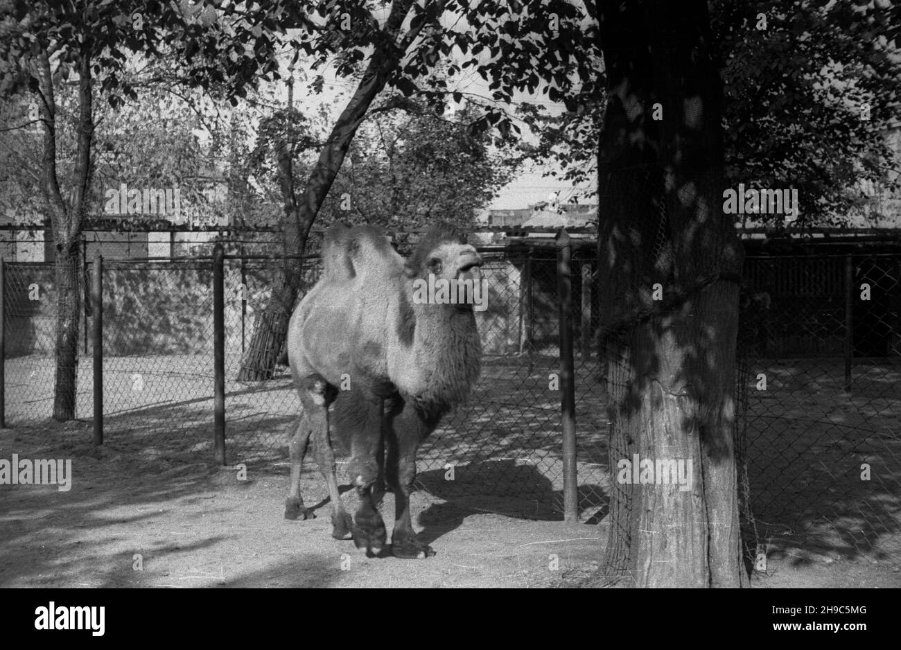 Poznañ, 1947-10. Stare zoo. Poznañskie zoo tu¿ po wojnie przejê³o okazy ...
