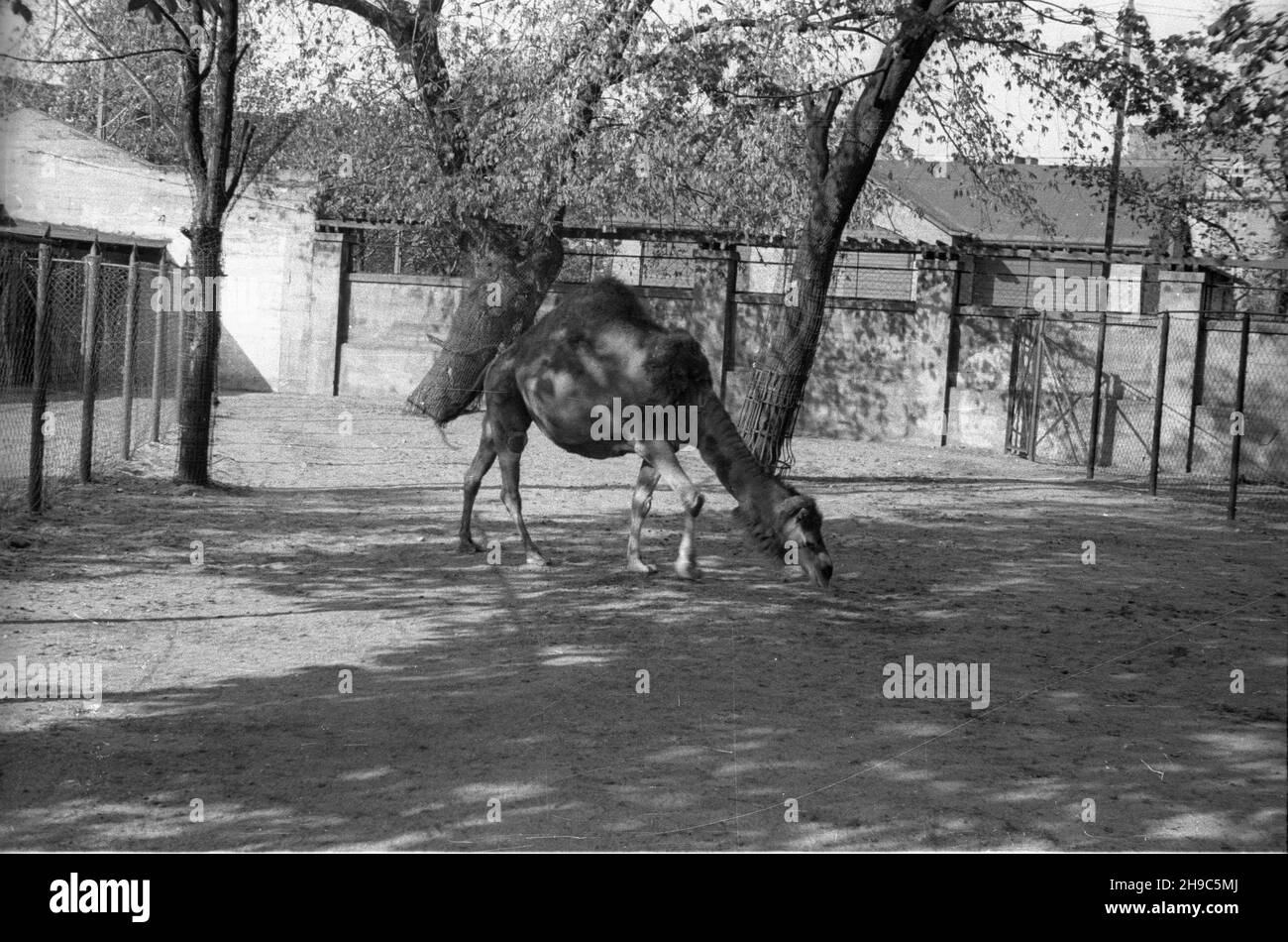 Poznañ, 1947-10. Stare zoo. Poznañskie zoo tu¿ po wojnie przejê³o okazy ...
