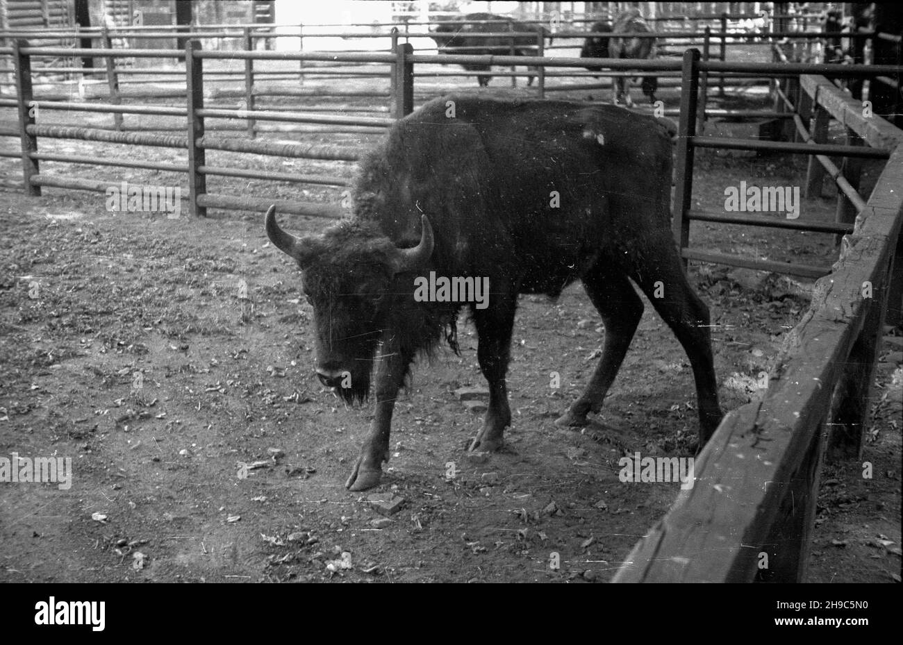 Poznañ, 1947-10. Stare zoo. Poznañskie zoo tu¿ po wojnie przejê³o okazy ...