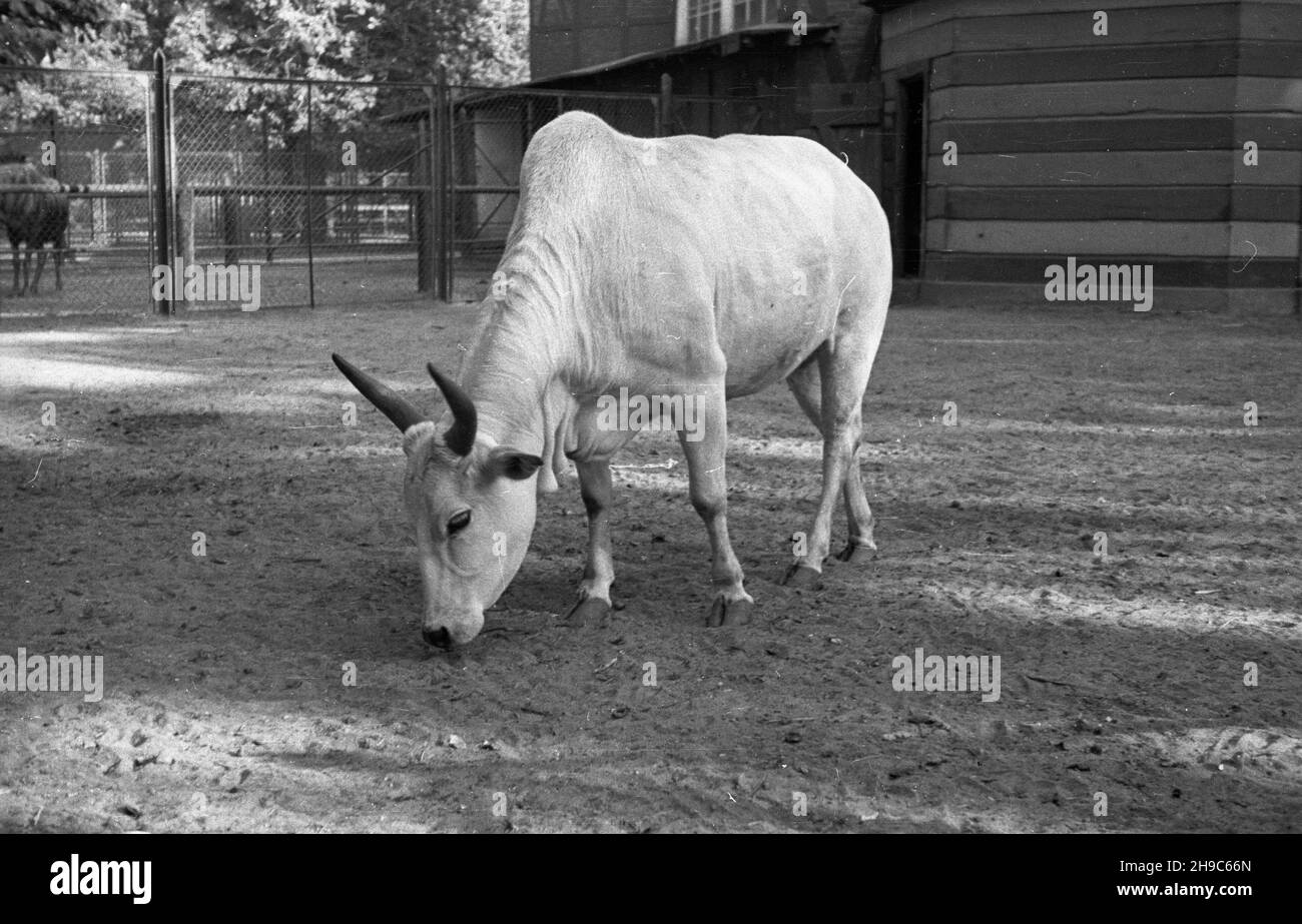 Poznañ, 1947-10. Stare zoo. Poznañskie zoo tu¿ po wojnie przejê³o okazy ...