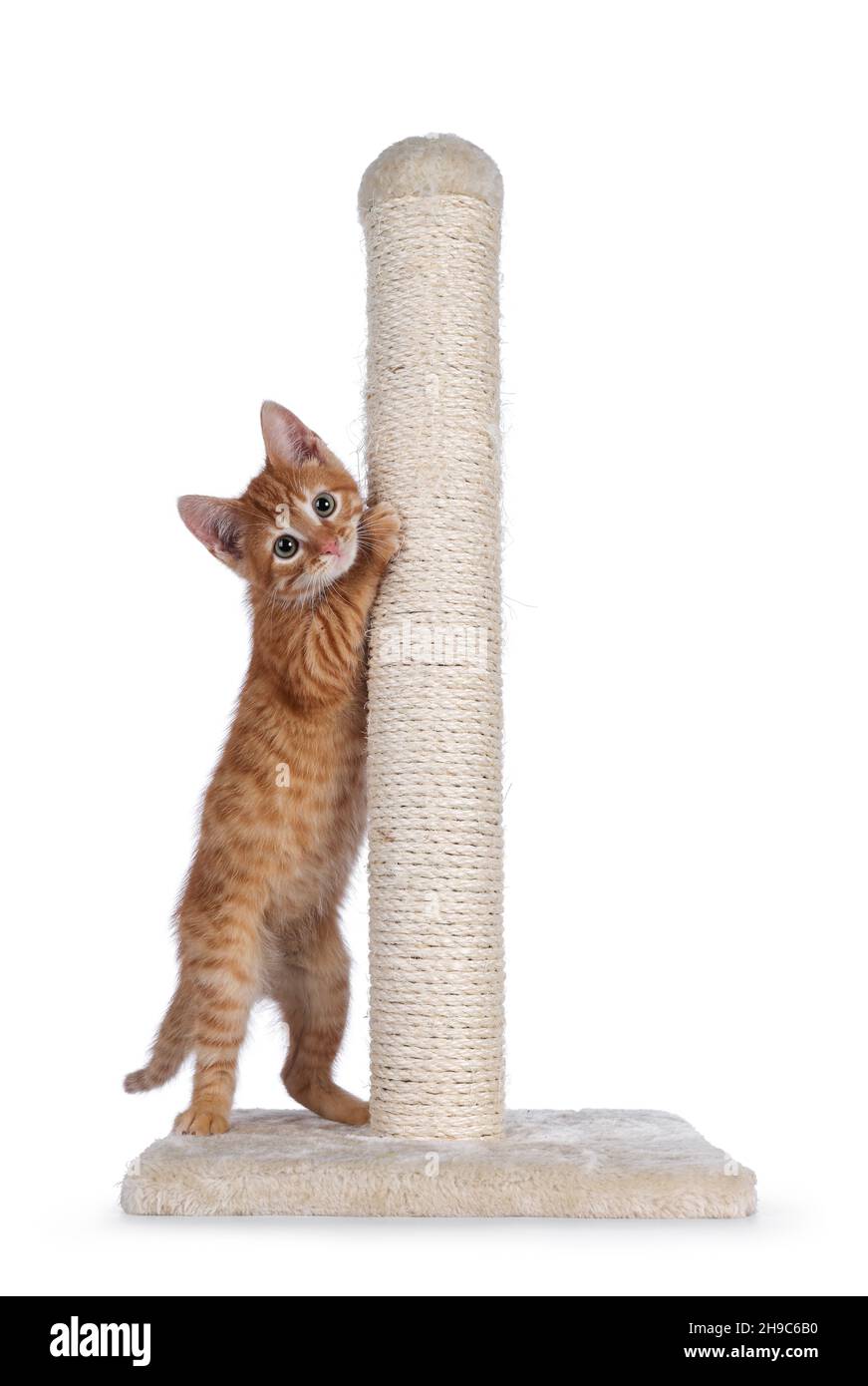 Sweet little red house cat, lstanding up against beige scratching pole ...