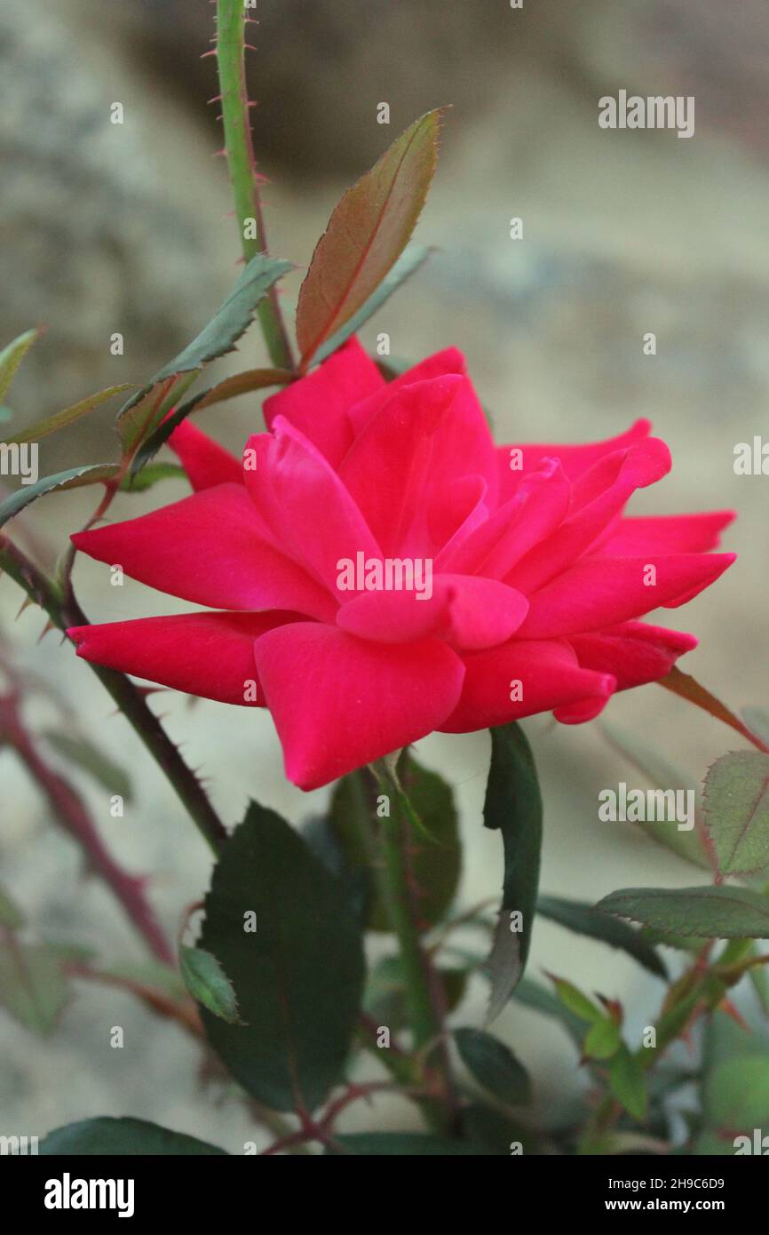 Beautiful red rose growing in the bright sunshine Stock Photo - Alamy