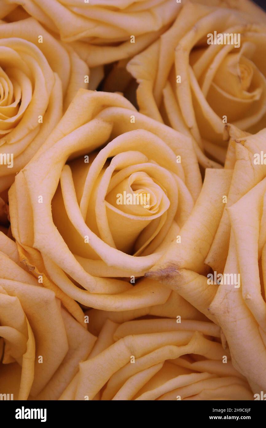 Beautiful pale orange roses in full bloom in the bright sunshine Stock ...