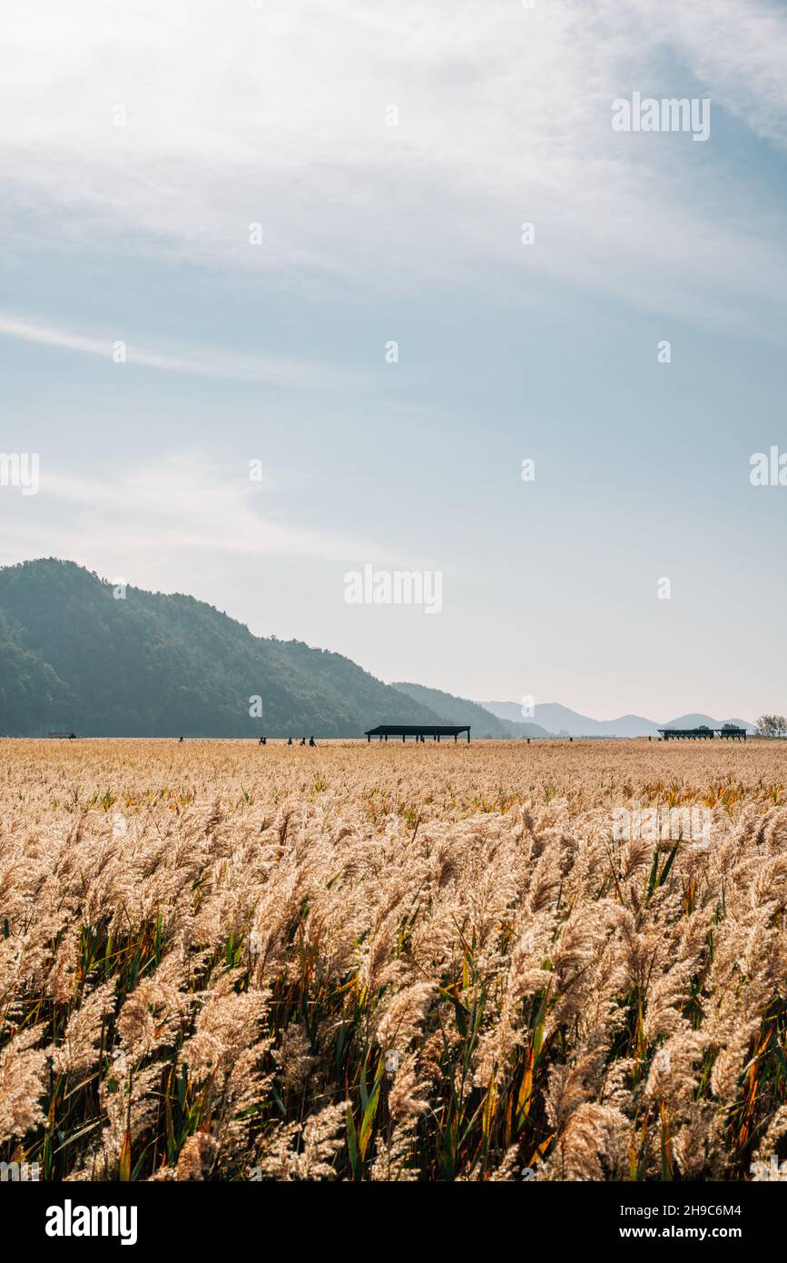 Suncheonman Bay wetland reed field at autumn in Suncheon, Korea Stock ...