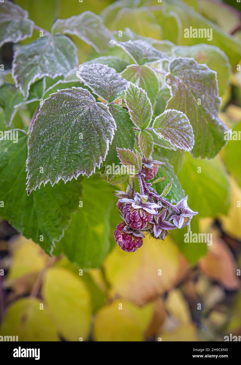 Raspberry branch covered with hoarfrost in the first autumn frosts ...