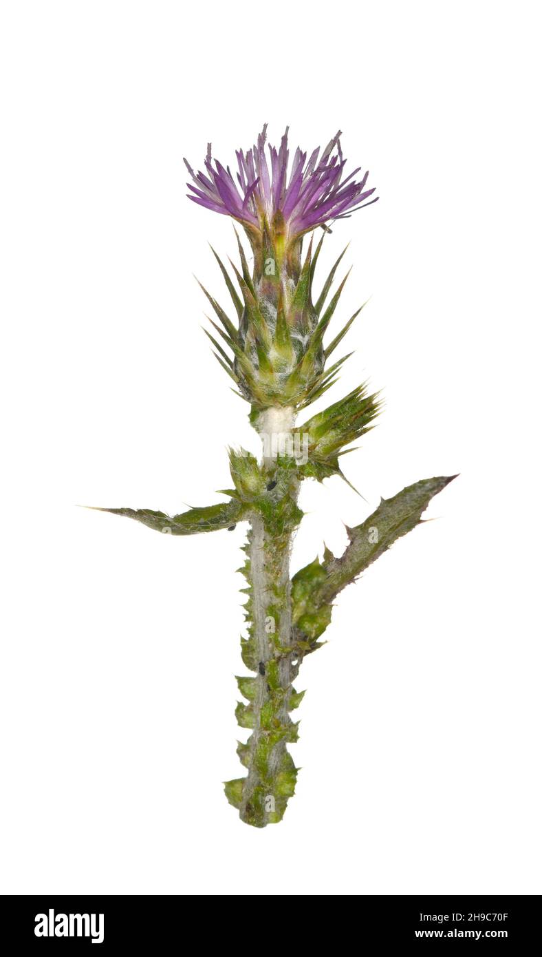 Plymouth Thistle - Carduus pycnocephalus Stock Photo - Alamy