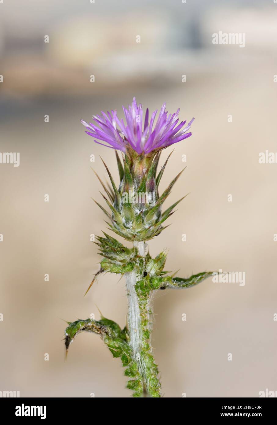 Plymouth Thistle - Carduus pycnocephalus Stock Photo - Alamy