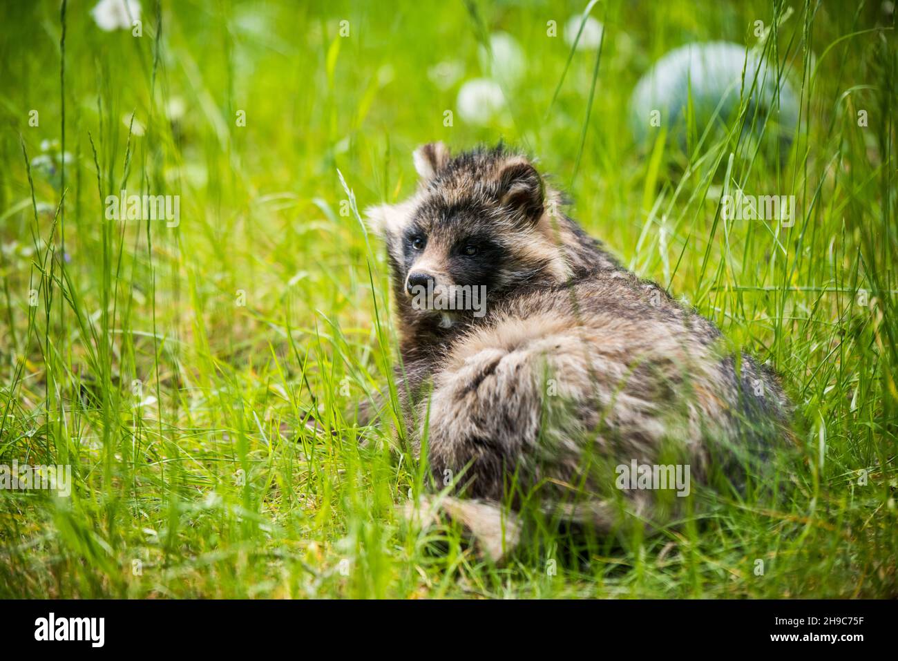 Cute fluffy raccoon dog sitting in the green grass Stock Photo - Alamy