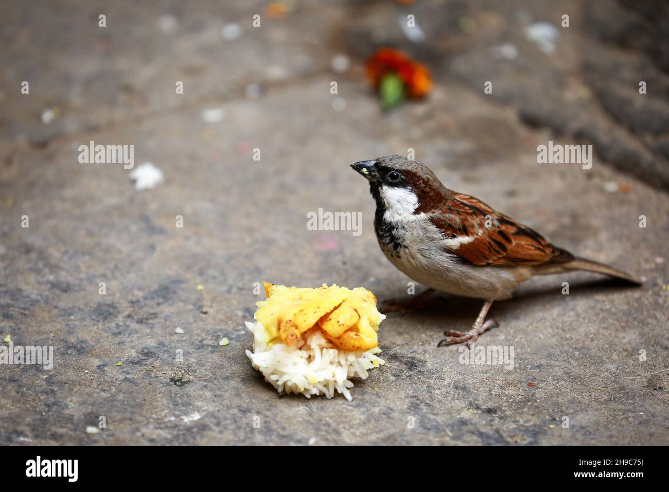 Rice sparrows hi-res stock photography and images - Alamy
