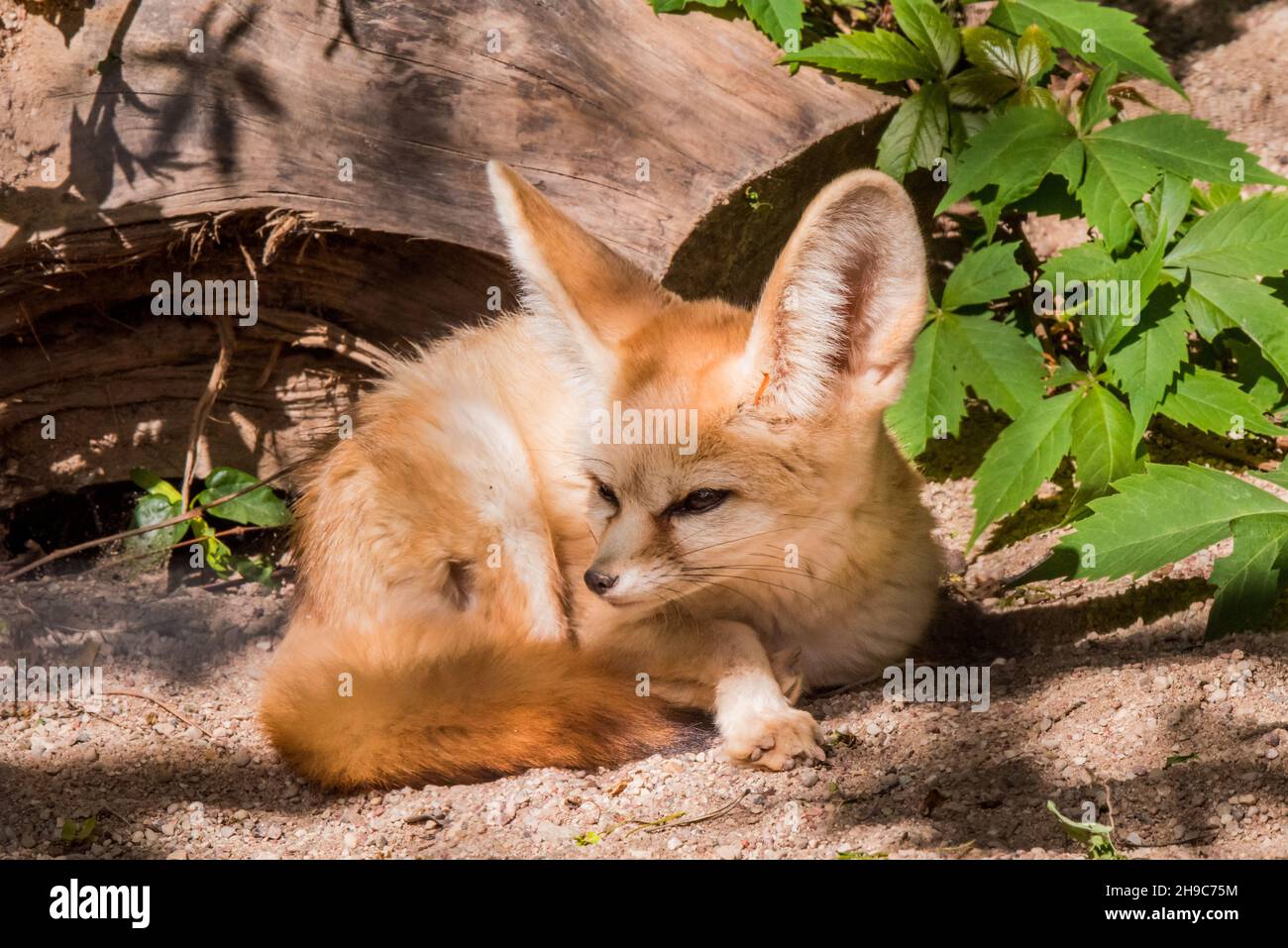 Desert Fennec Fox Cute