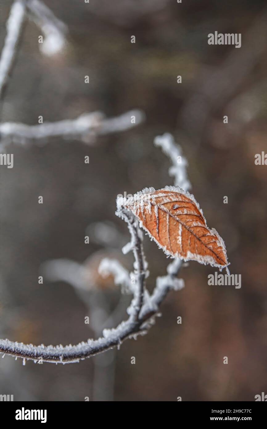 Elm leaf frost hi-res stock photography and images - Alamy