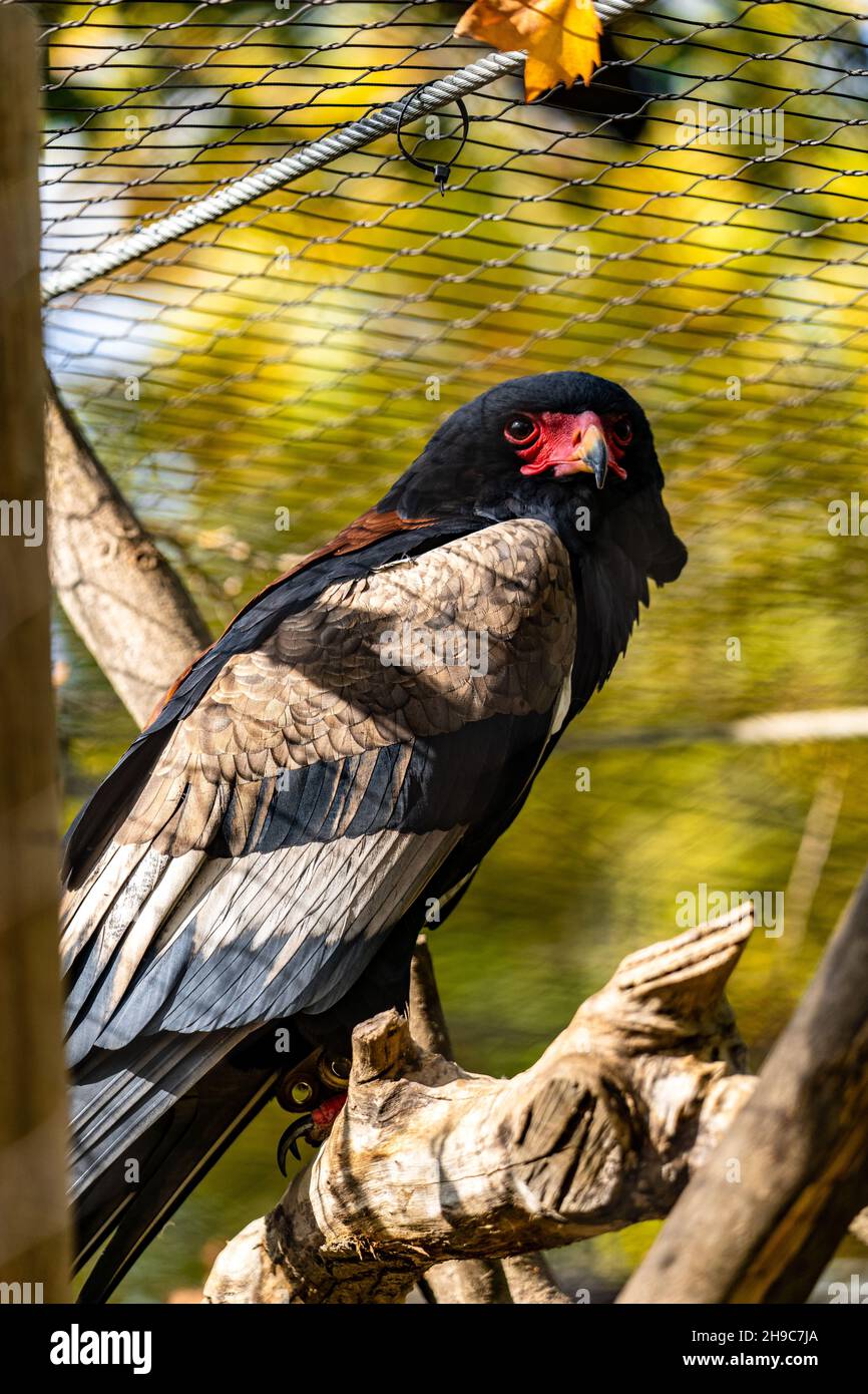 Vertical closeup of the bateleur. Terathopius ecaudatus, medium-sized ...