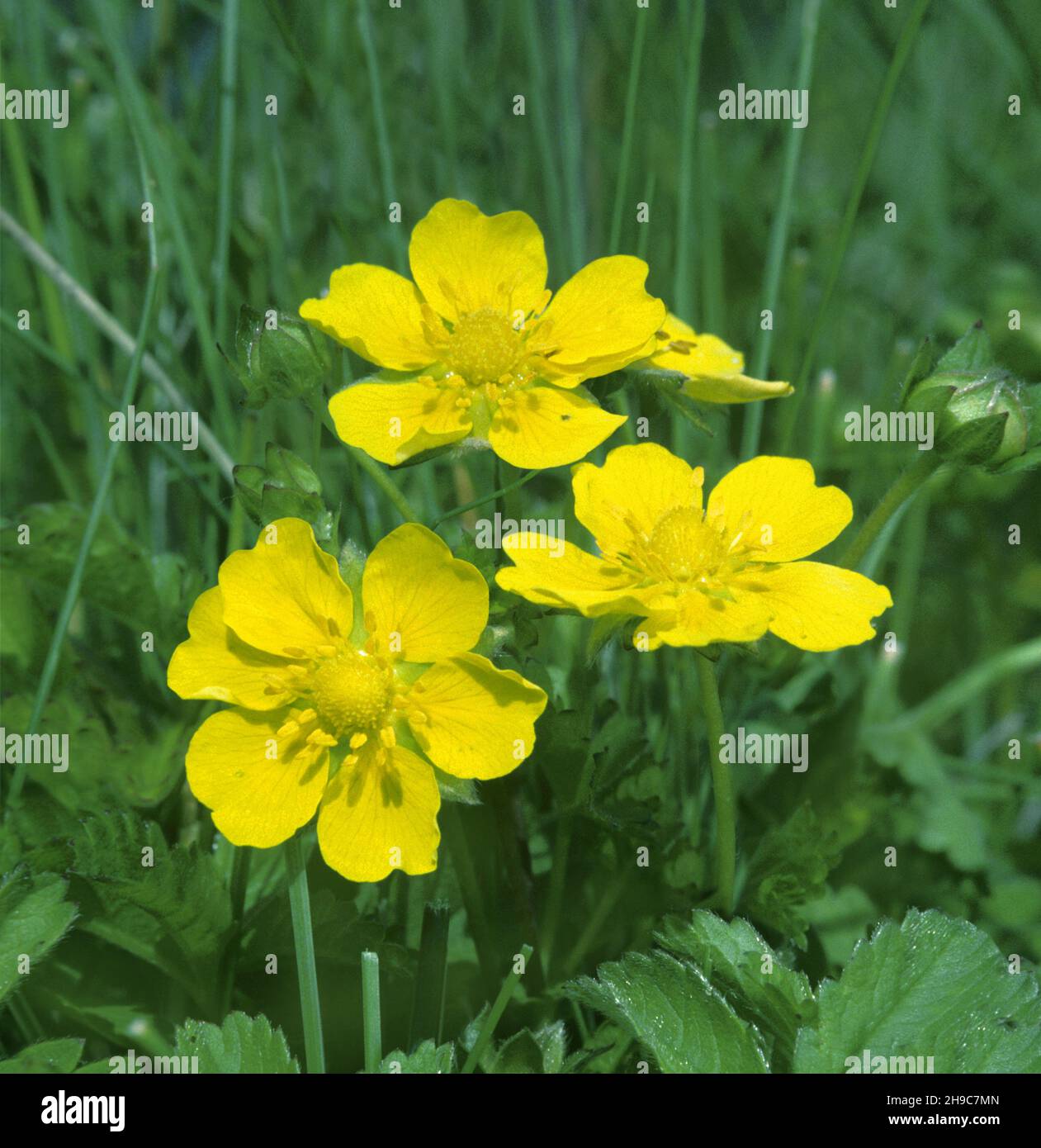 Trailing stems hi-res stock photography and images - Alamy