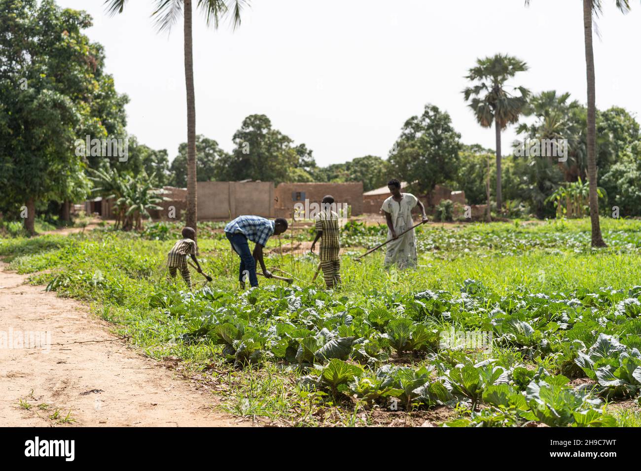 Group of young black African cultivators with hoe and shovel weeding a ...
