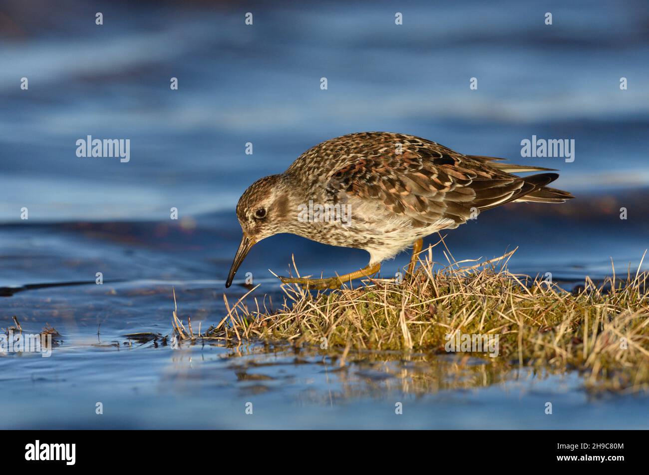 Purple sandpiper summer hi-res stock photography and images - Alamy