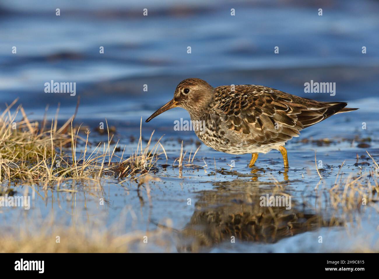 Purple sandpiper summer hi-res stock photography and images - Alamy