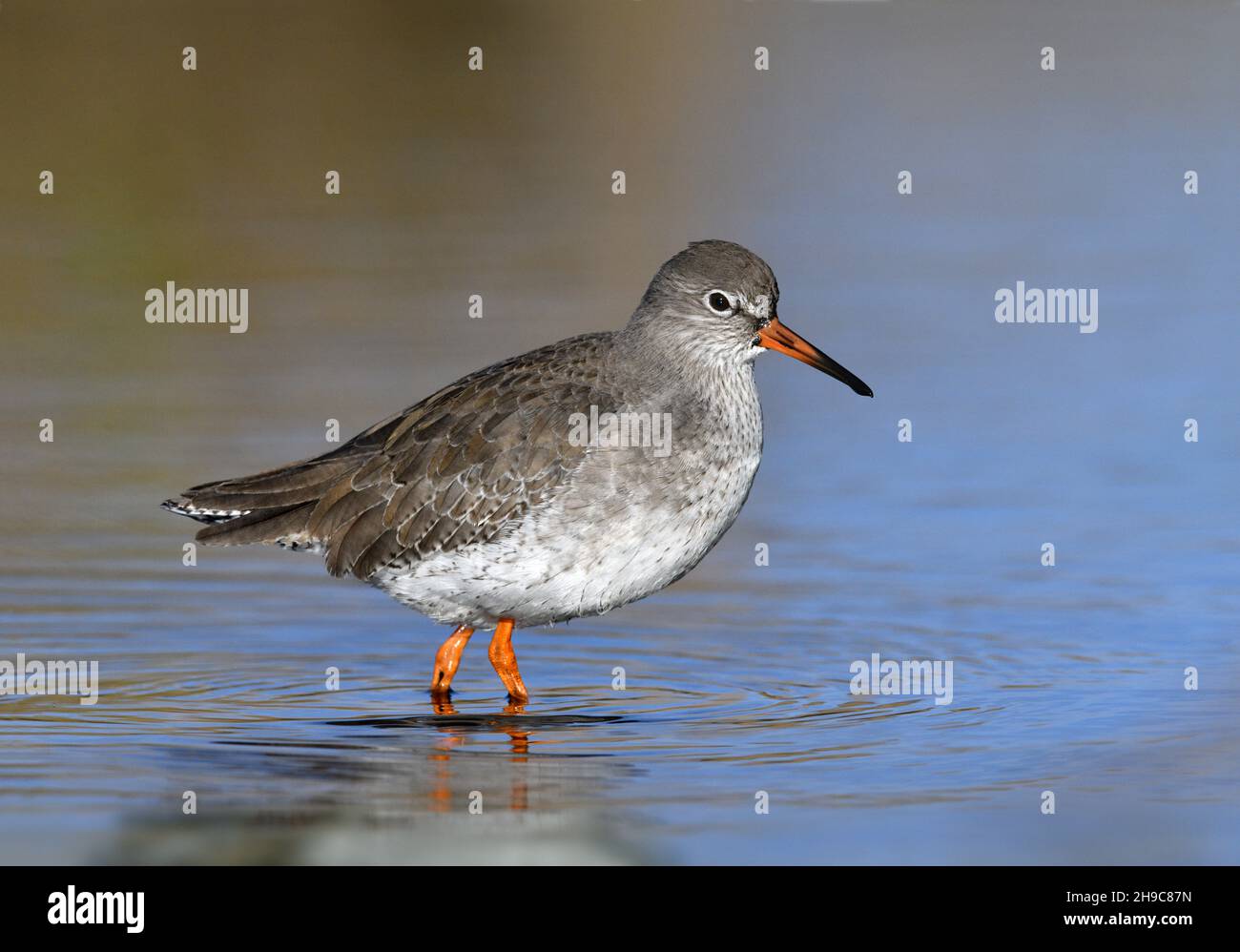 Redshank - Tringa totanus Stock Photo - Alamy