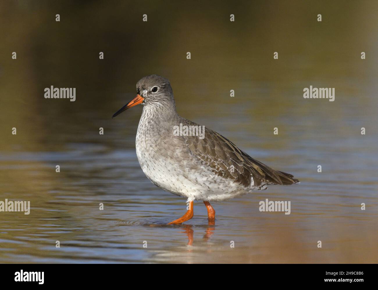 Redshank - Tringa totanus Stock Photo - Alamy