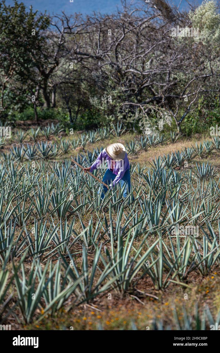 Worker in blue agave field in Tequila, Jalisco, Mexico Stock Photo - Alamy