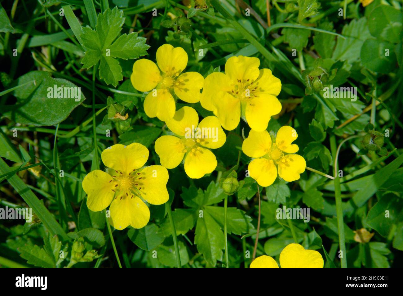 Trailing tormentil hi-res stock photography and images - Alamy