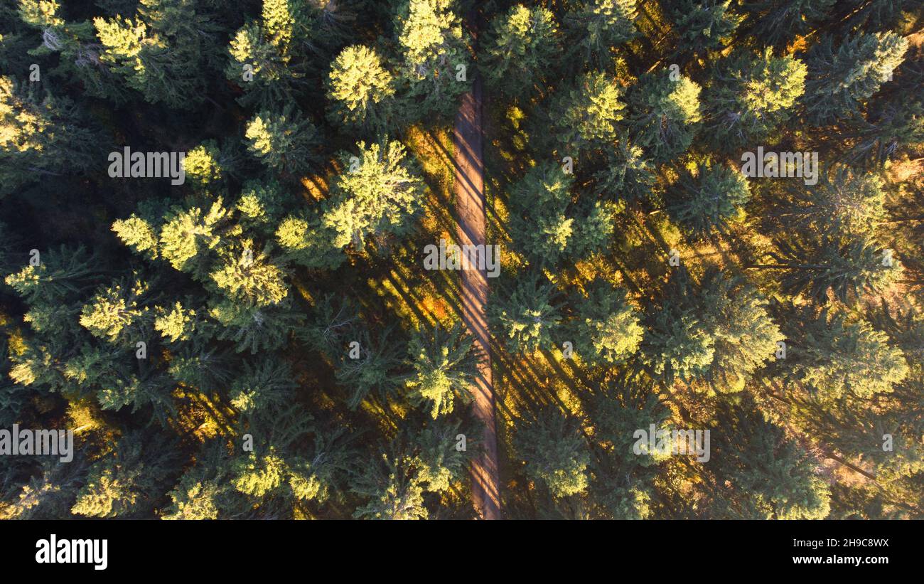 Aerial view of a forest in daylight Stock Photo - Alamy
