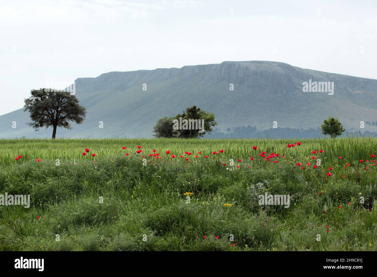 blooming poppies at the edge of a wheat field Stock Photo - Alamy