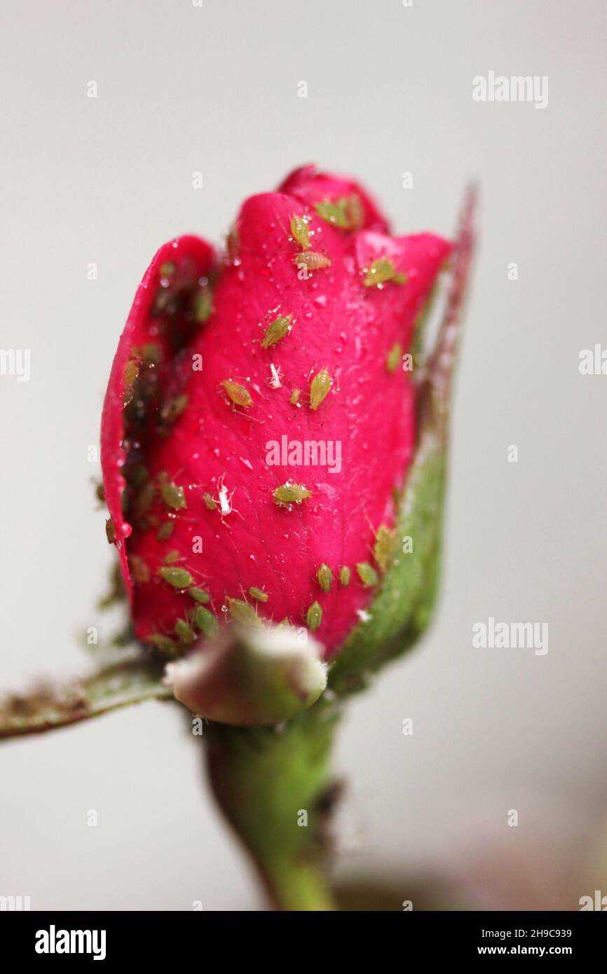 Cute aphid hi-res stock photography and images - Alamy