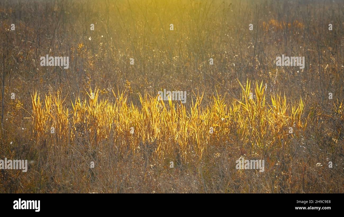 Grasses on the edge of the forest hi-res stock photography and images ...
