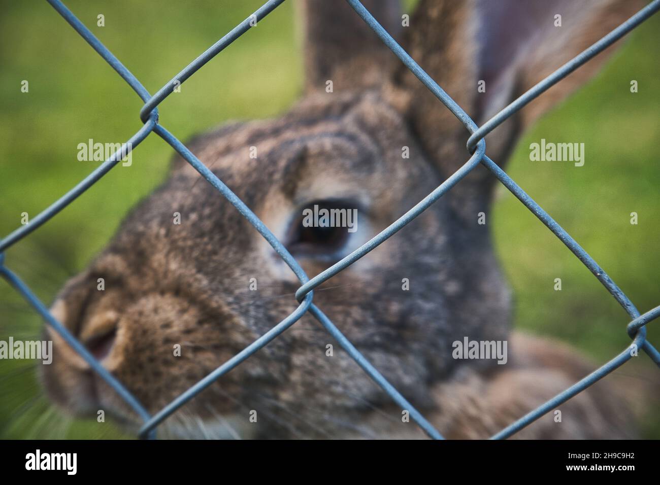 Rabbit behind a grid fence Stock Photo - Alamy