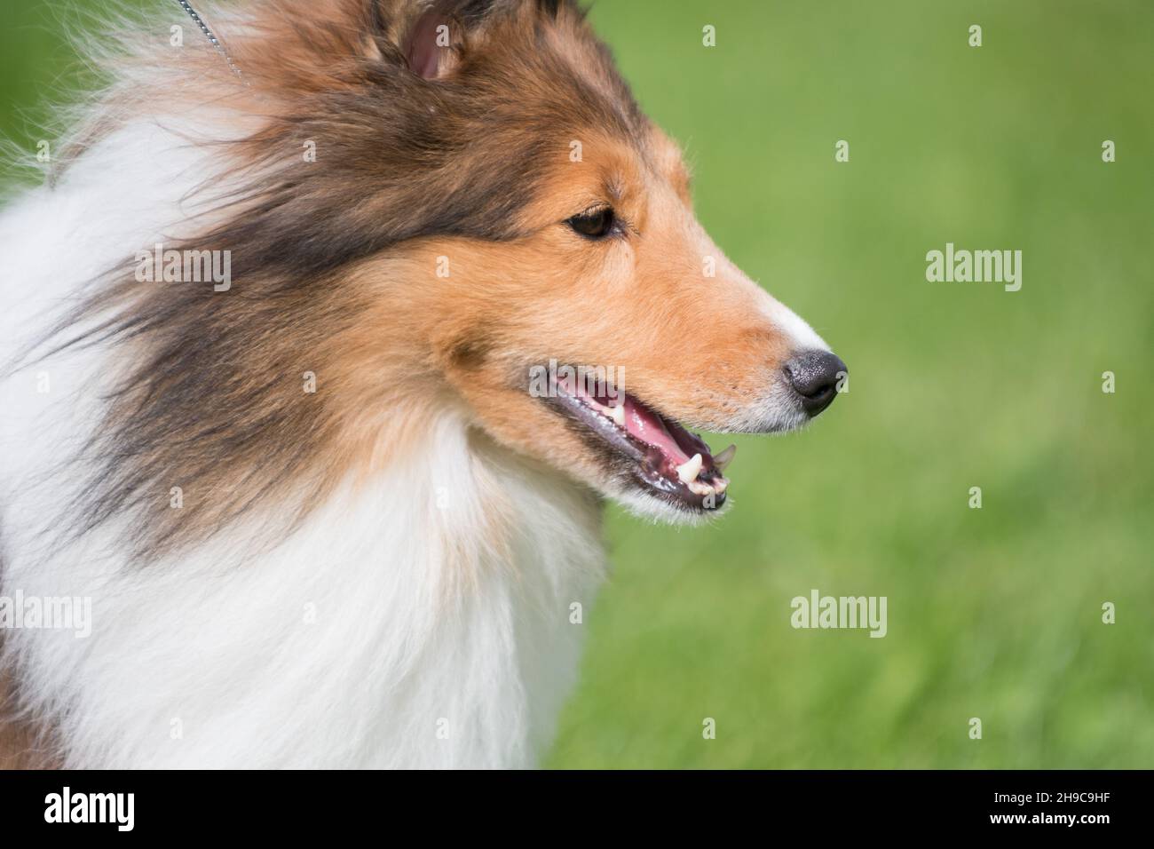 Shetland sheepdog face portrait hi-res stock photography and images - Alamy