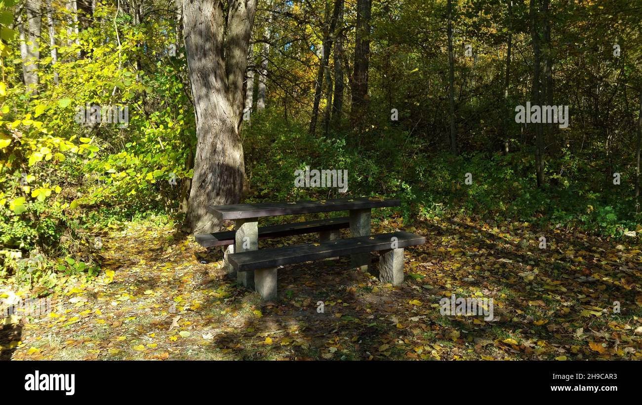 Old bench in the forest in daylight Stock Photo - Alamy