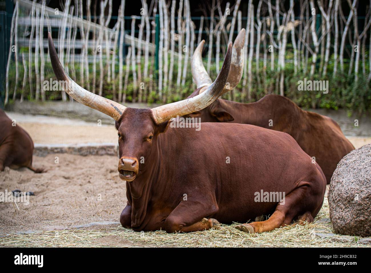Cattle at the Berlin zoo Stock Photo - Alamy