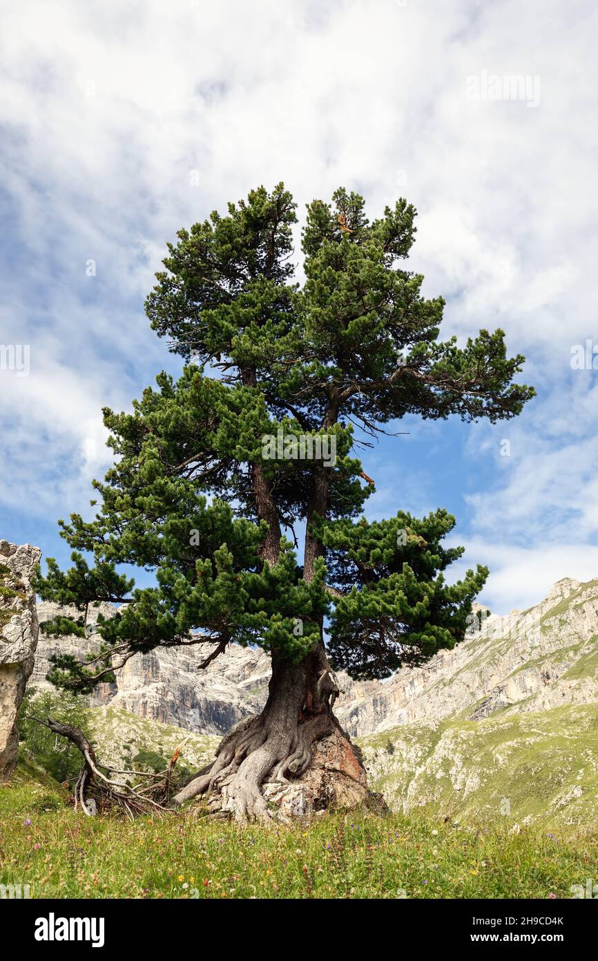 Italian pine tree hi-res stock photography and images - Alamy