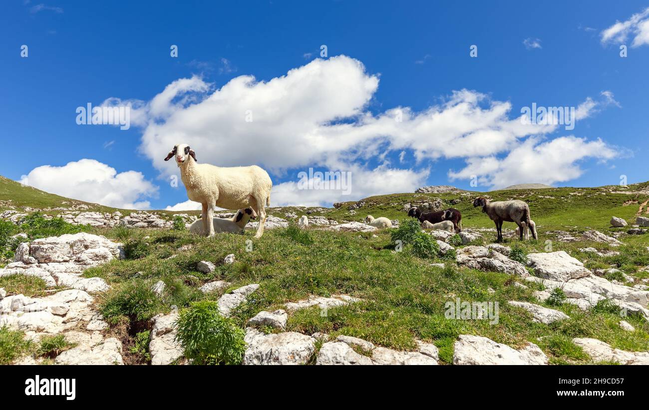 Group of sheep on a pasture in the Italian Alps Stock Photo - Alamy