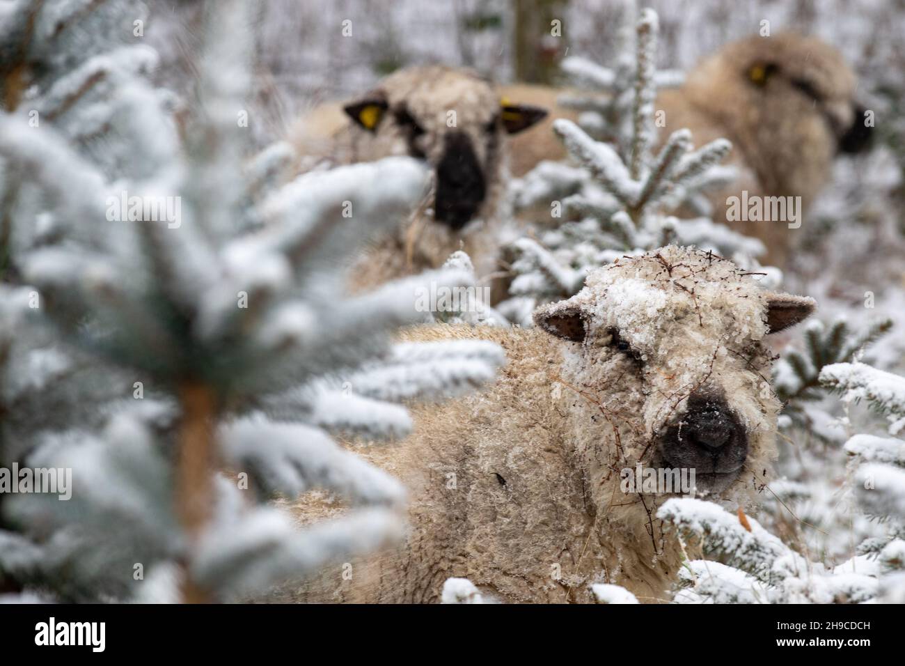 Eleven animals hi-res stock photography and images - Alamy