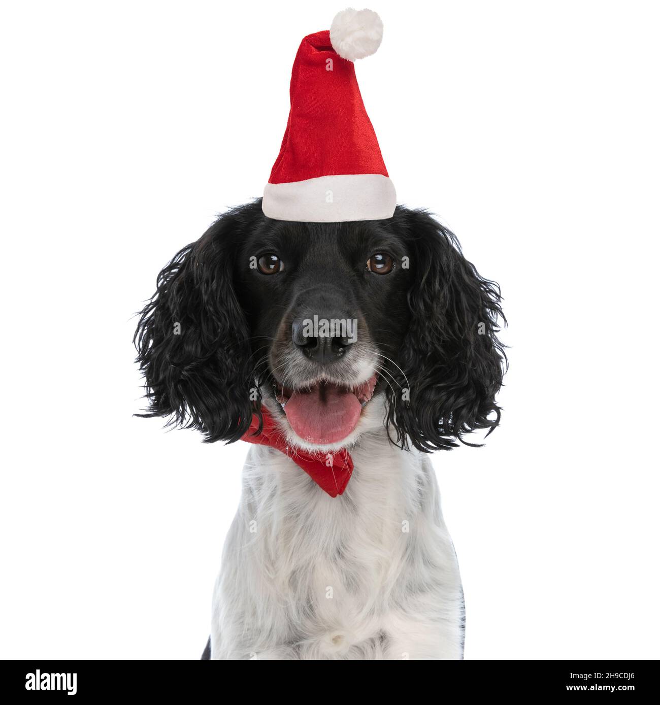 sweet english springer spaniel puppy wearing christmas hat and bowtie ...