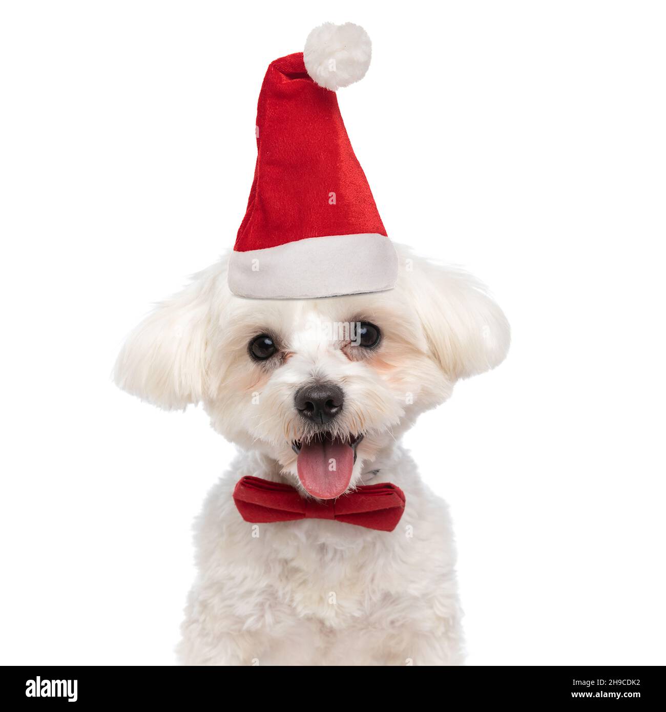 cute bichon puppy wearing christmas hat and bowtie, sticking out tongue ...