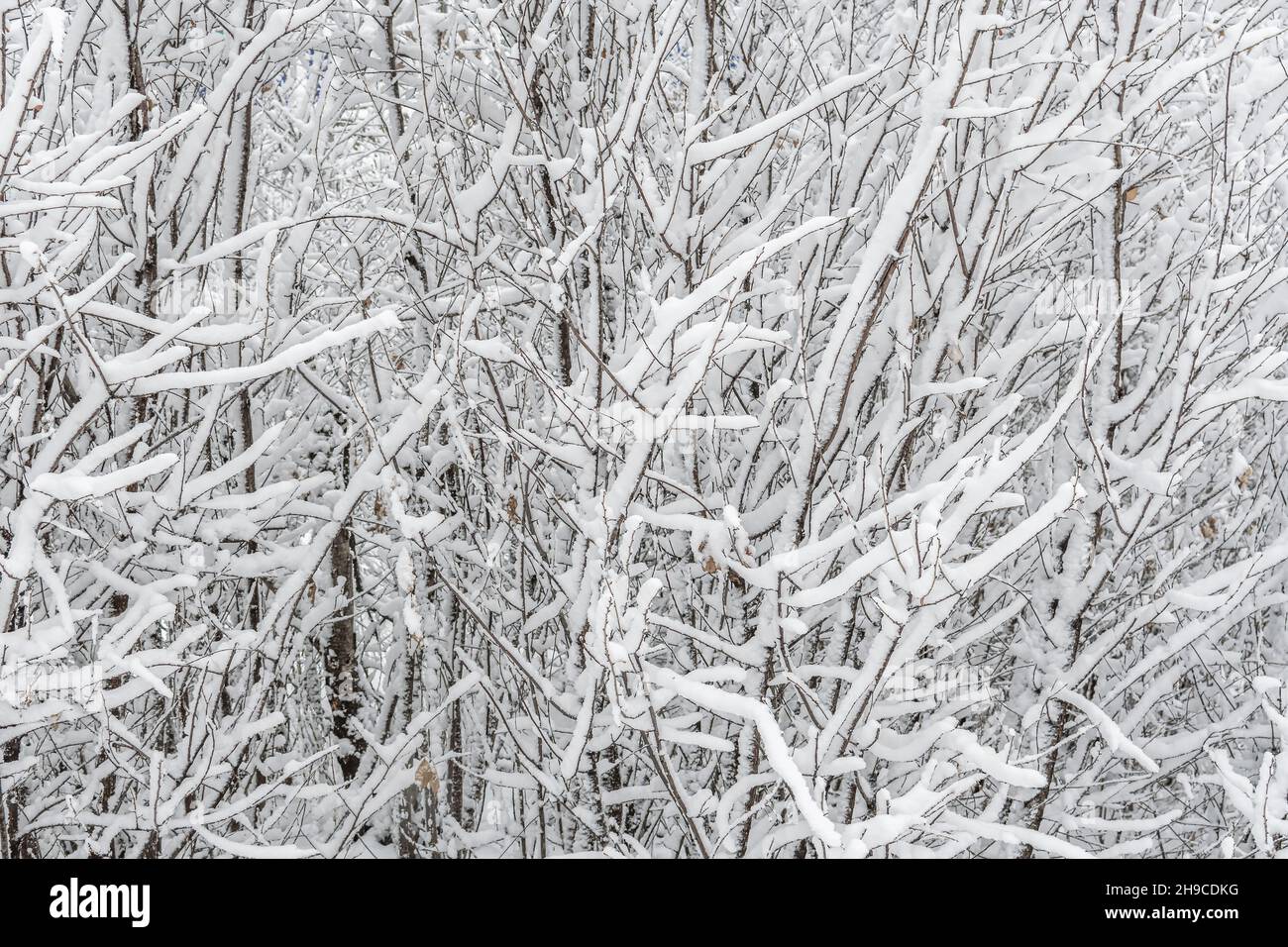 Thin branches of a tree covered with a thick layer of freshly fallen ...